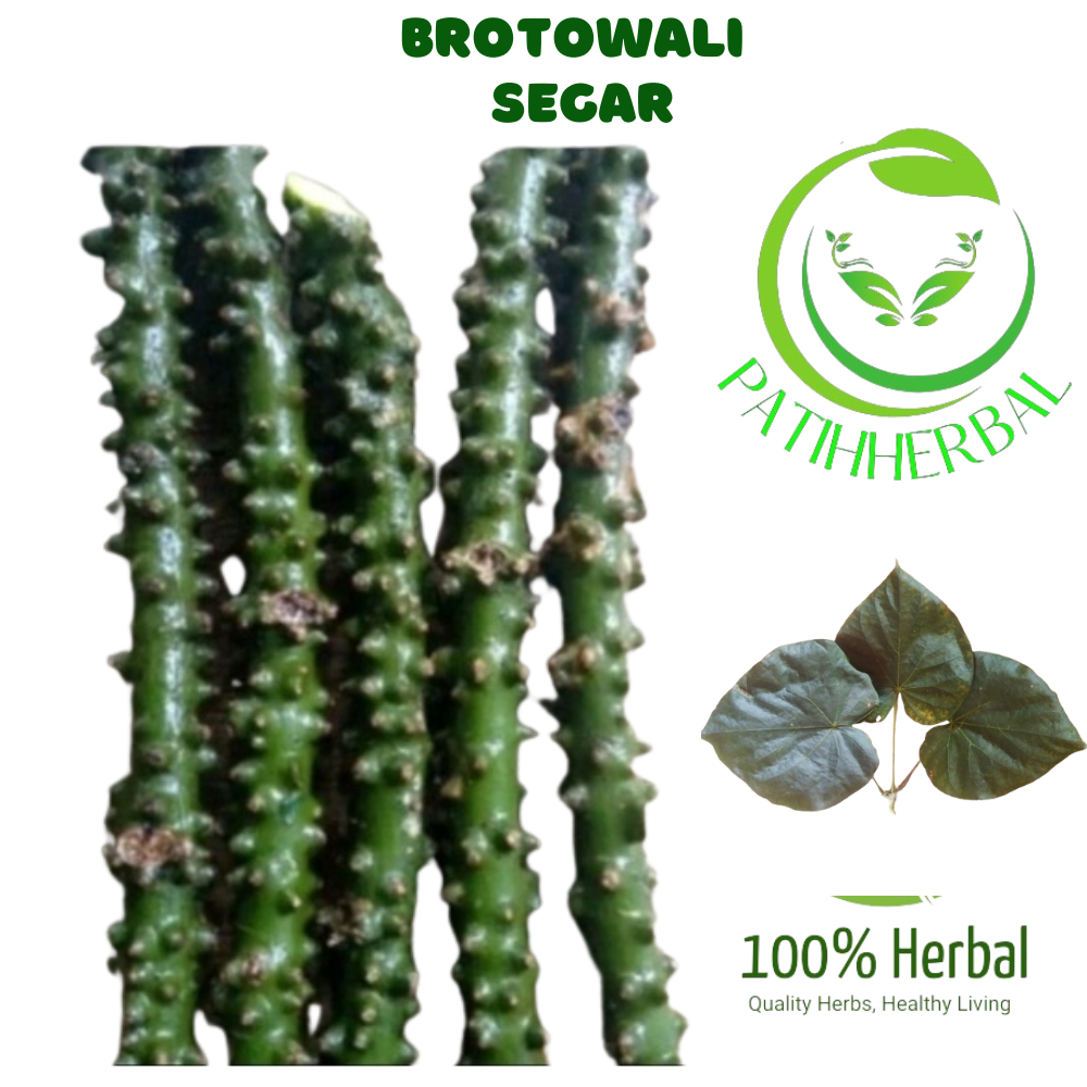 Jual jual batang Brotowali atau patrawali segar per 5 batang | Shopee ...