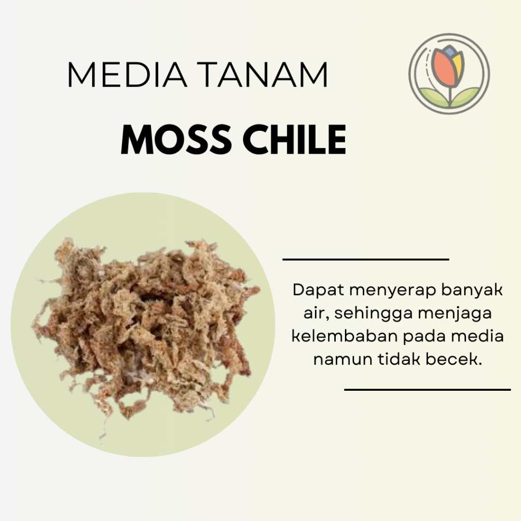 Jual Media Tanam Anggrek | Sphagnum Moss Putih Premium Chile | Shopee ...