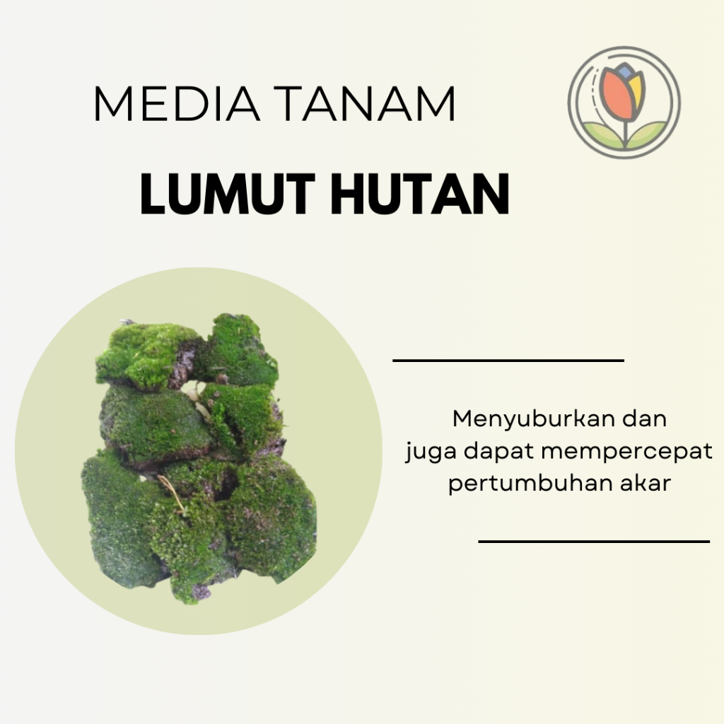 Jual Lumut Hutan | Forest Moss (300gr) | Shopee Indonesia