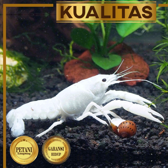 Jual Udang Lobster Putih Hiasan Aquarium Aquascape Tank Mate Ikan Hias ...