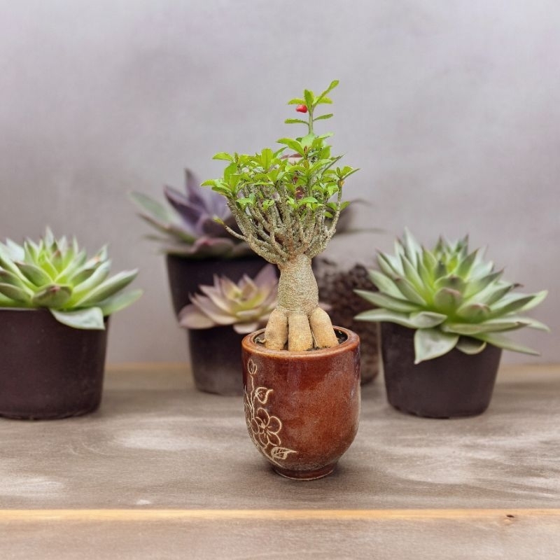 Jual Bonsai Adenium RCN Daun Micro,Graft Akar Emas Albino | Akar Besar ...
