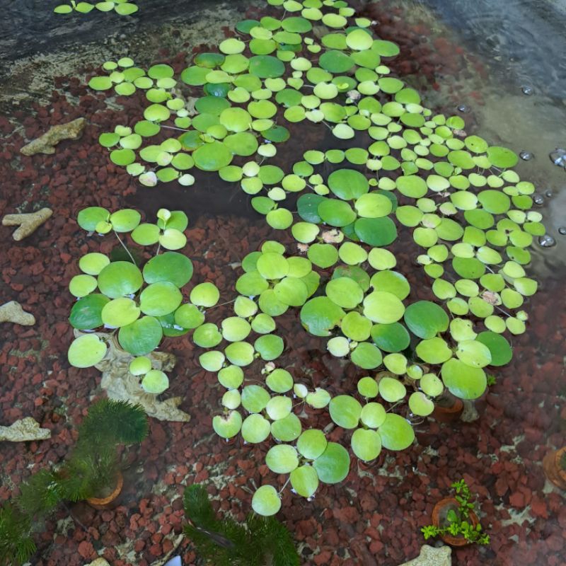 Jual Amazon Frogbit Tanaman Air Apung Tanaman Aquascape Akuarium ...