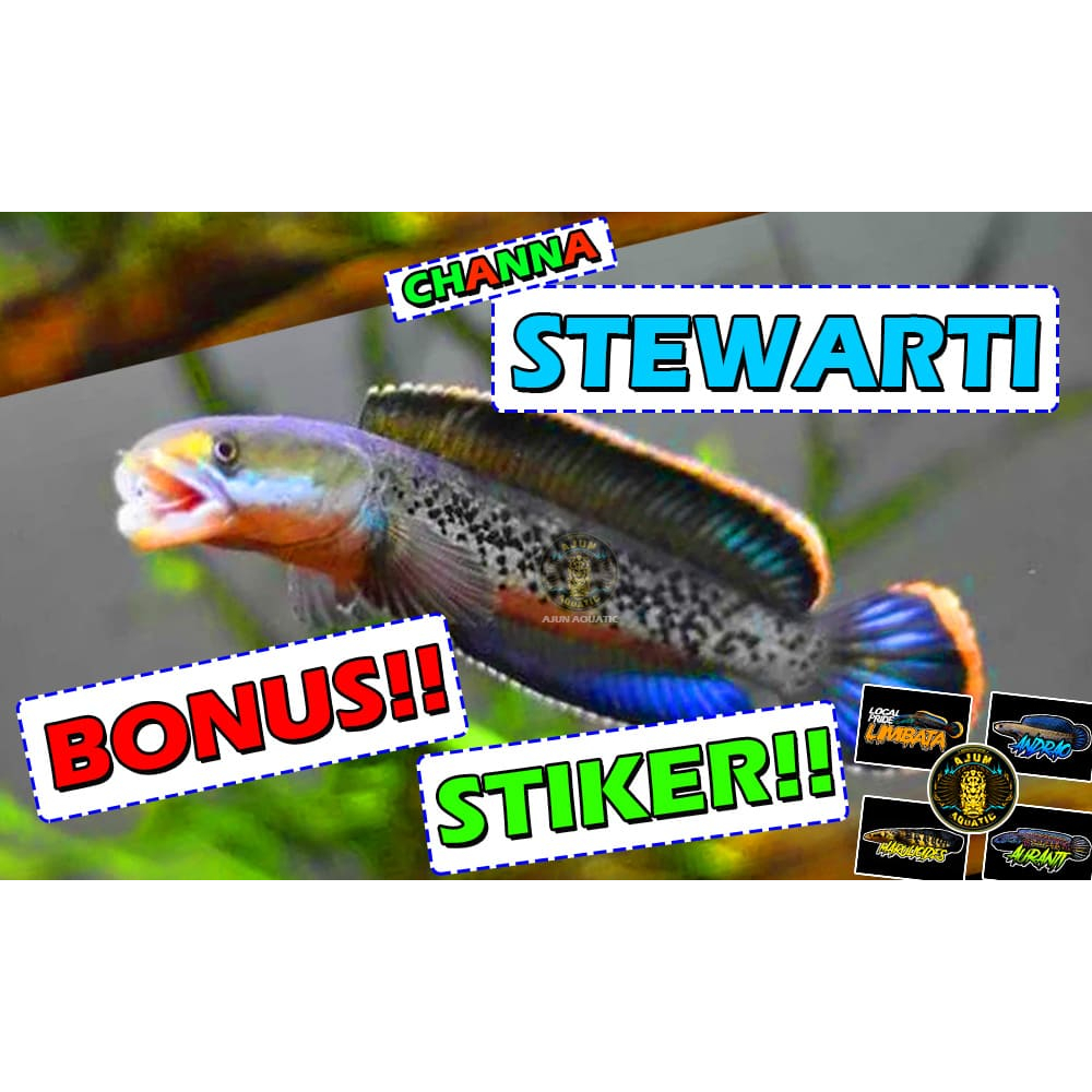 Jual Channa Stewarti A+ (Bonus Sticker) | Shopee Indonesia