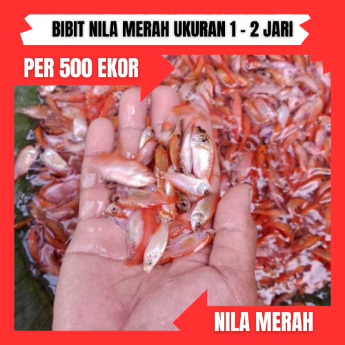 Jual bibit / benih ikan nila merah 1 - 2 jari per 500 ekor ( bibit ikan ...