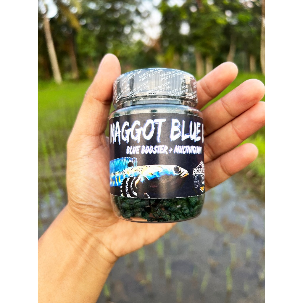 Jual MAGGOT BLUE (BIRU) @BOS BOS QU GRADE A+ FREE STIKER 30 GRAM ...