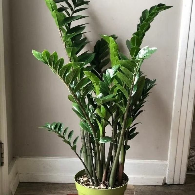 Jual Tanaman Zamia ZZ/ Samia / Zamioculcas Zamiifolia / Zanzibar Gem ...