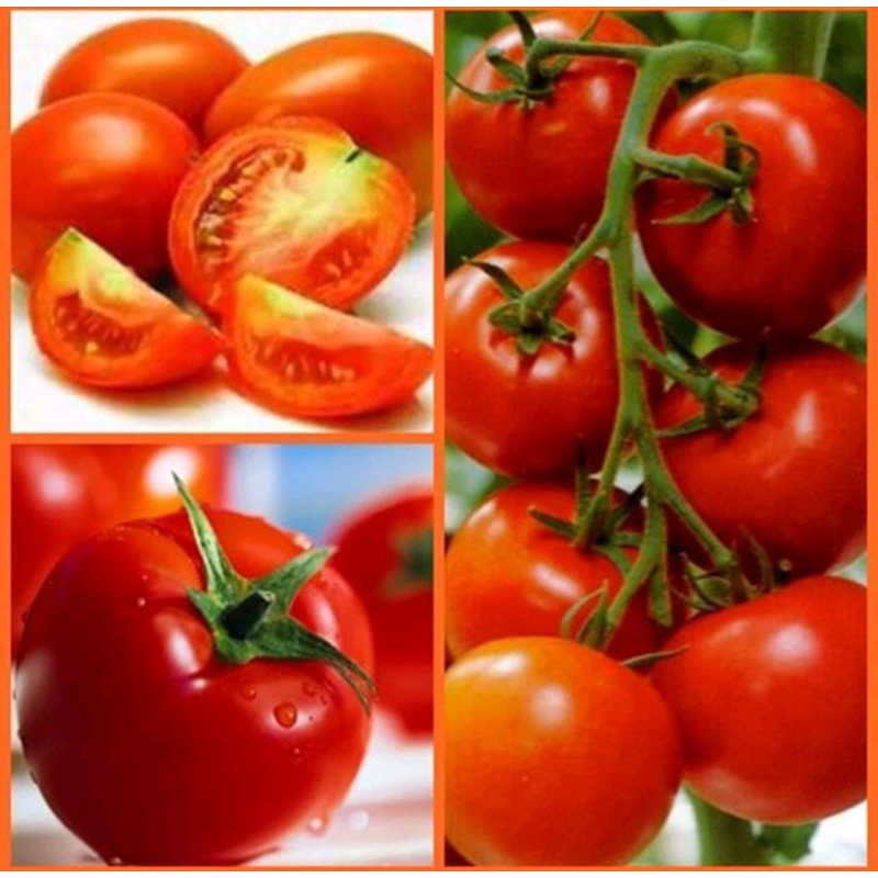Jual isi 100+- butirbenih tanaman buah tomat apel | Shopee Indonesia