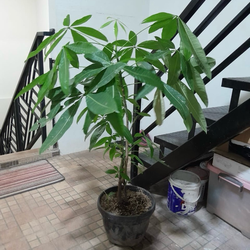 Jual tanaman hias pachira bongsai // money tree | Shopee Indonesia