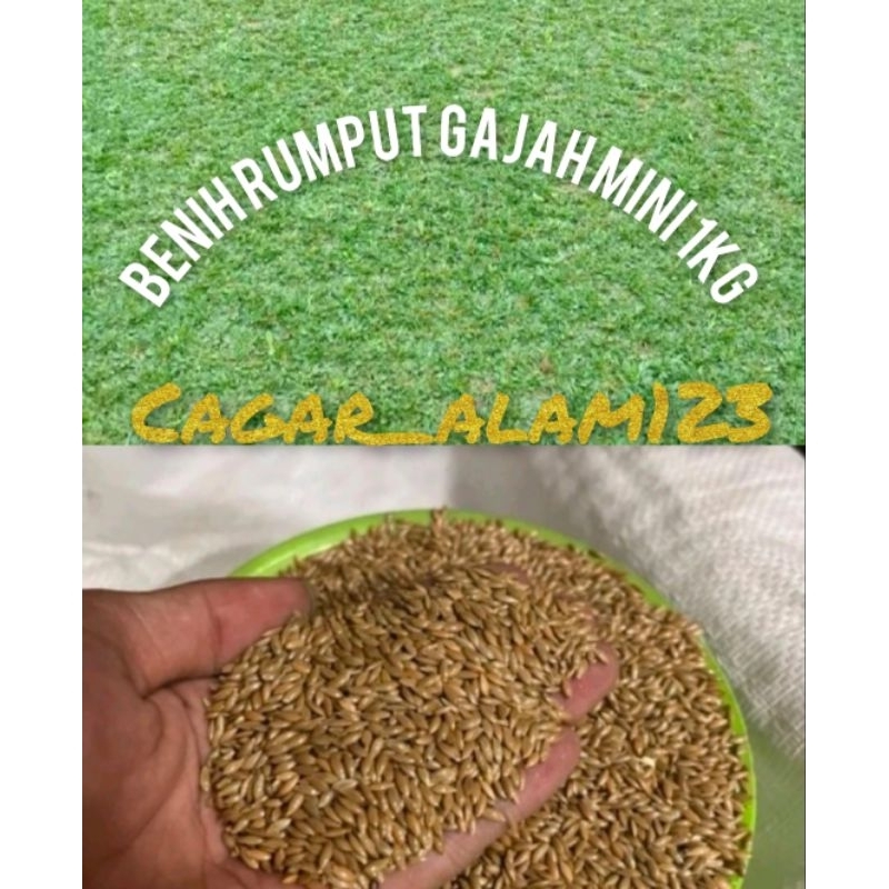Jual peromo!! benih rumput gajah mini | Shopee Indonesia