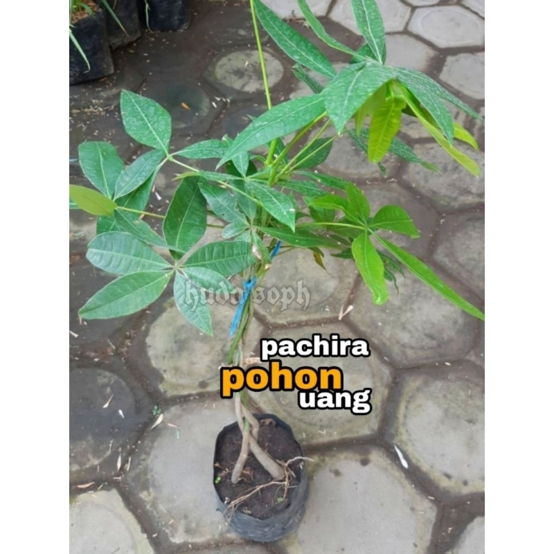 Jual bibit tanaman hias pohon pachira // pohon uang // pohon money tree ...