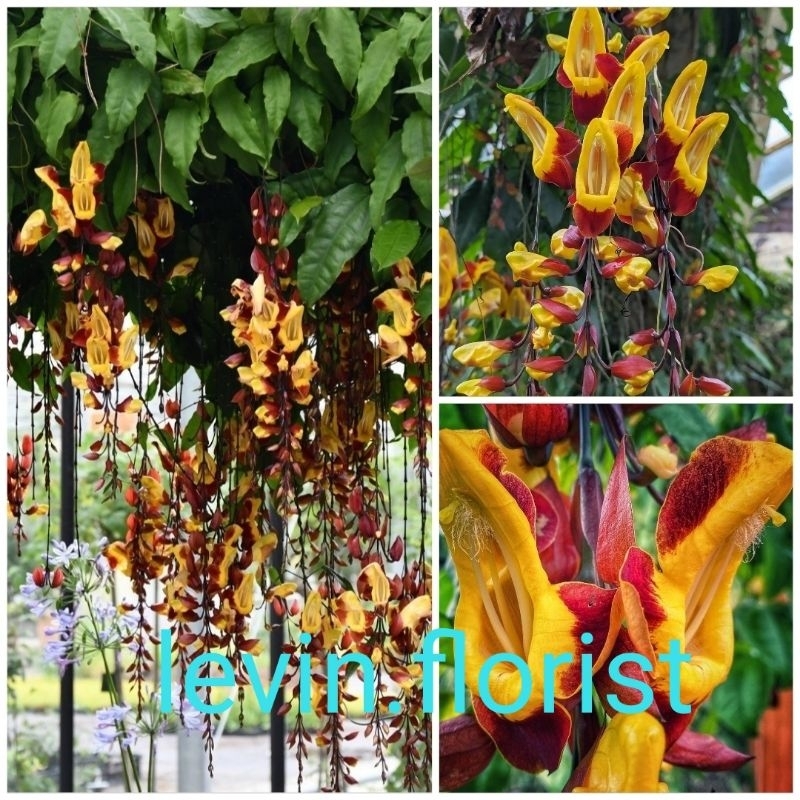 Jual Thunbergia mysorensis / indian clock vine / flame of irian cokelat ...