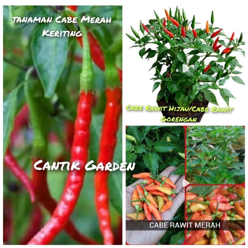 Jual Tanaman Cabe | Shopee Indonesia