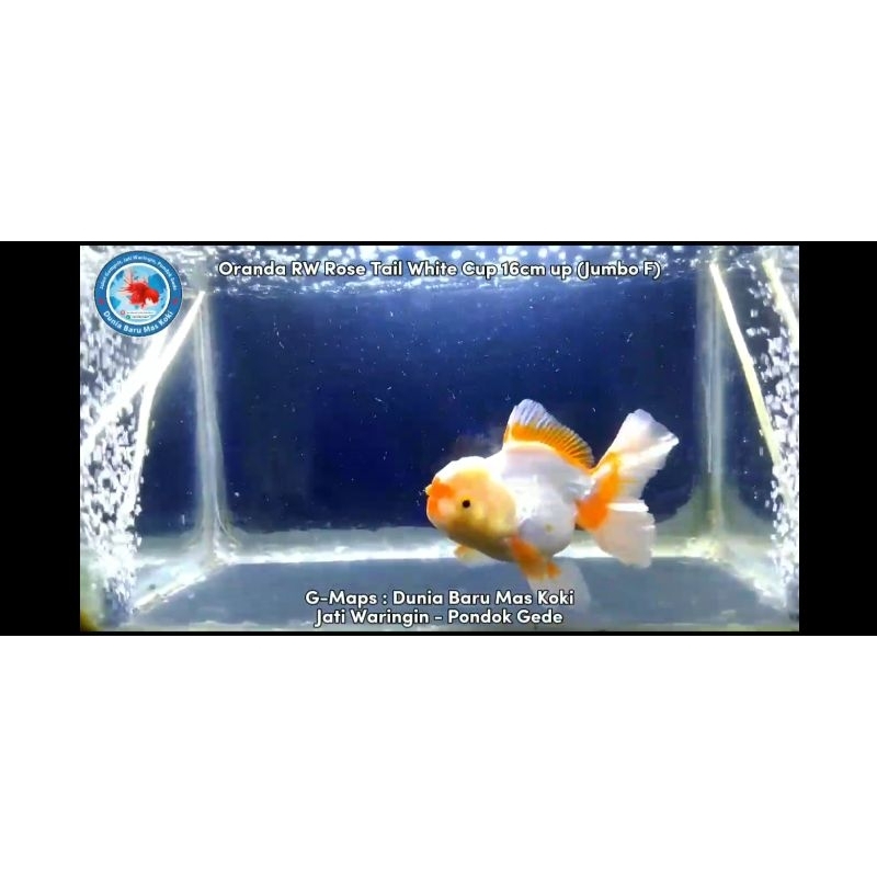 Jual Ikan Mas Koki Oranda RW Rose Tail White Cup 16cm up (Jumbo ...