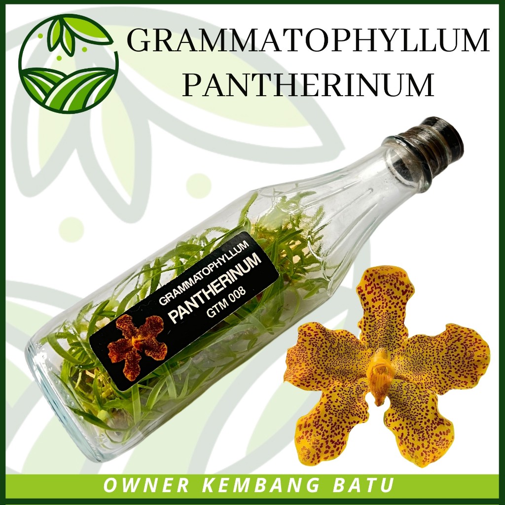 Jual Anggrek Botol PANTHERINUM Grammatophyllum Langka Siap Aklim ...