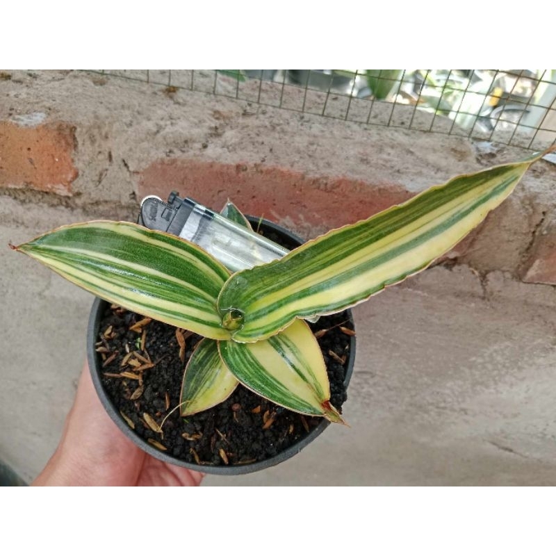 Jual sansivera Blueleaf var | Shopee Indonesia