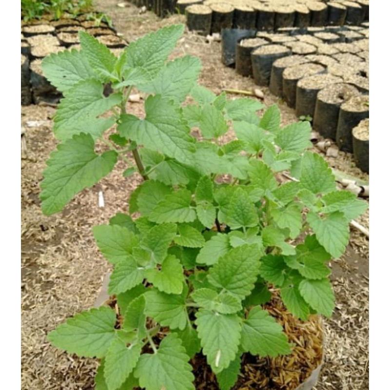 Jual lemon balm tanaman herbal | Shopee Indonesia