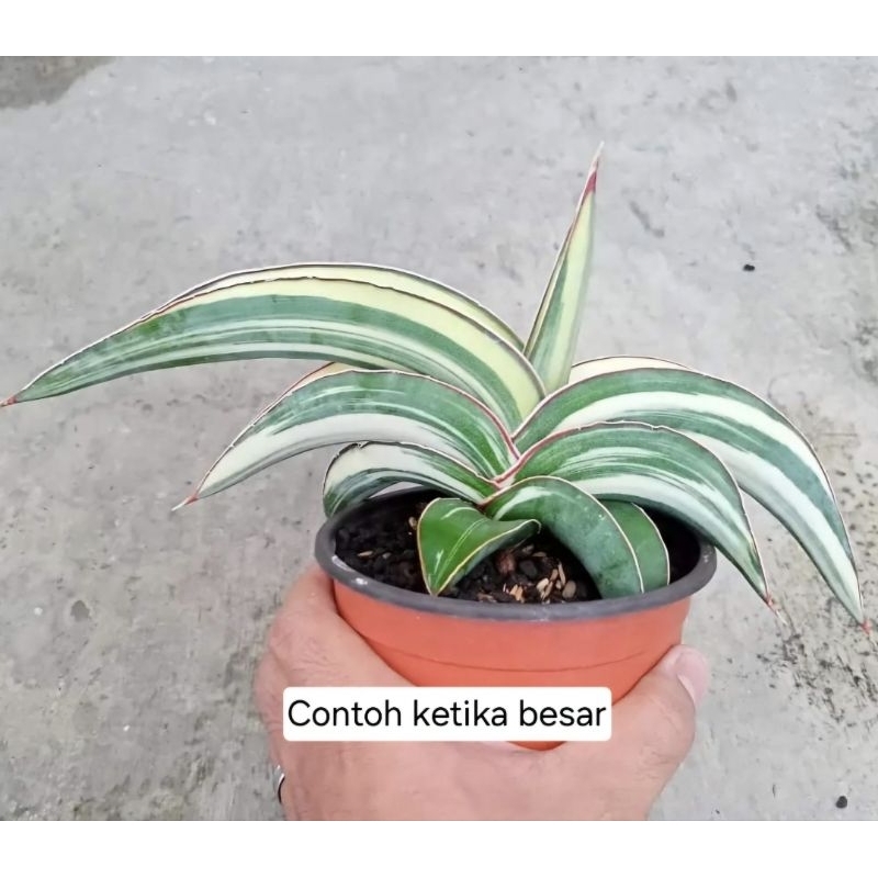 Jual Robusta Dwarf Varigata Sansevieria Lidahmertua | Shopee Indonesia