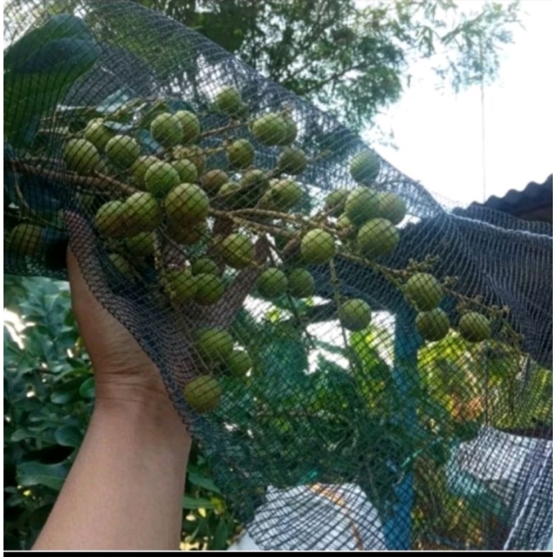 Jual WARING BUAH,ISI 20.BLONGSONG BUAH,FILTER KOLAM. TEMPAT IKAN ...