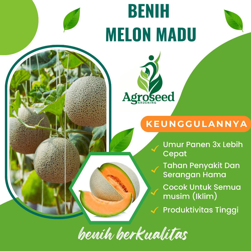 Jual 5 biji benih MELON MADU JUMBO F1 melon oranye besar manis tahan ...