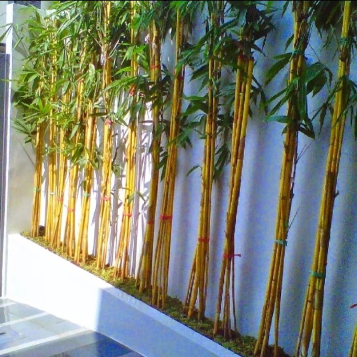 Jual Tanaman Hias Pohon Bambu Kuning / Pohon Bambu Kuning Jepang ...