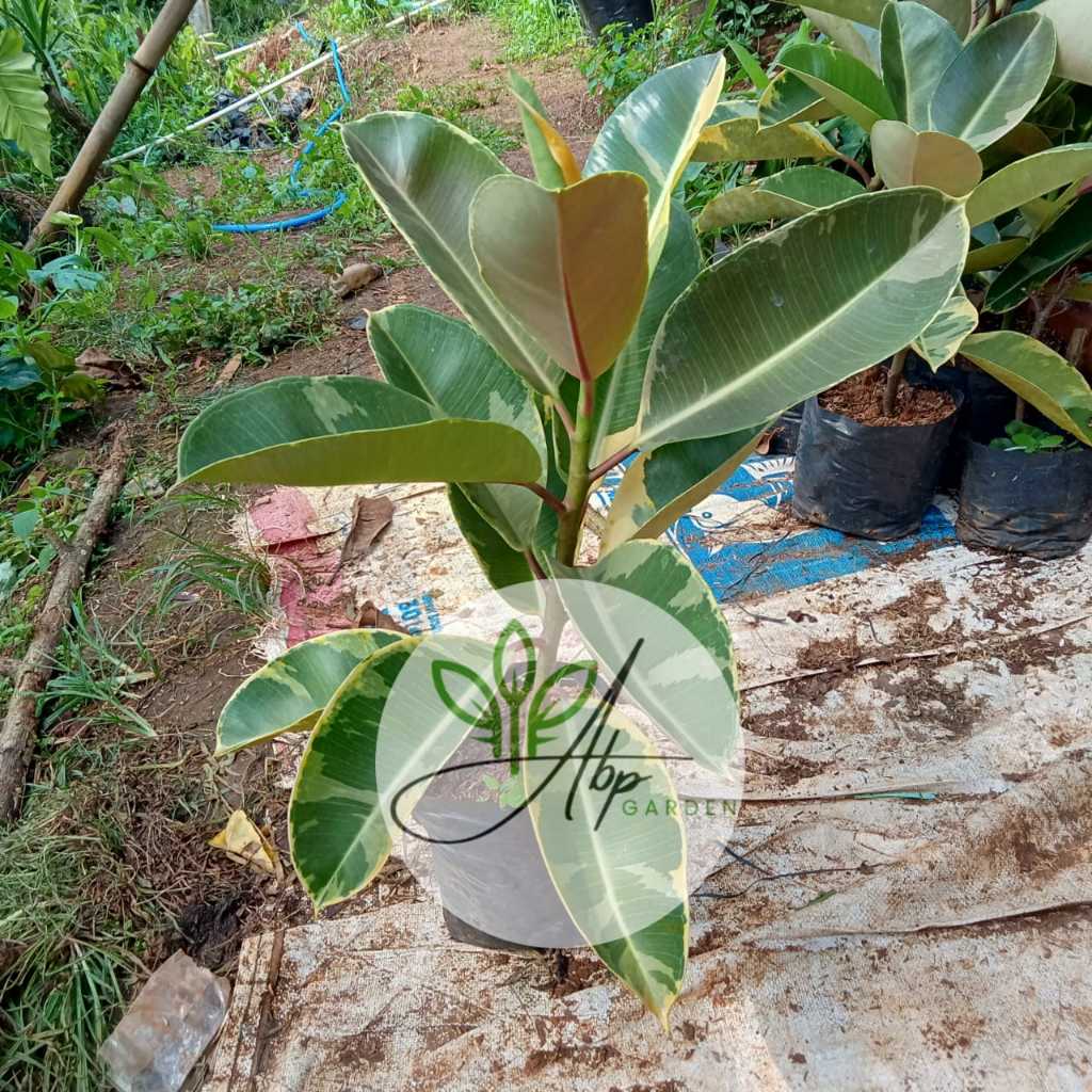 Jual Karet kebo varigata | Tanaman ficus karet kebo variegata | Shopee Indonesia