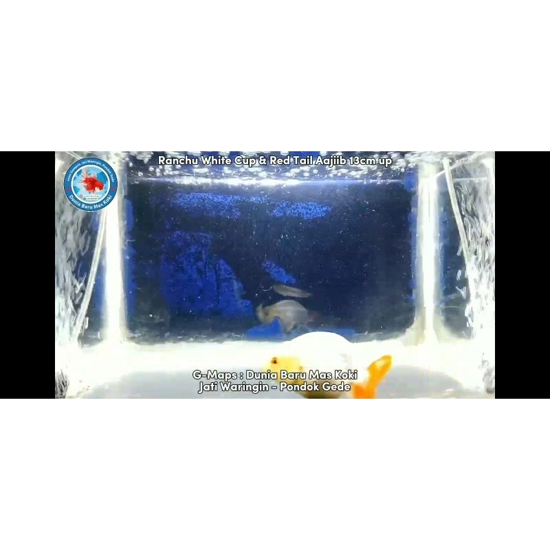 Jual Ikan Mas Koki Ranchu Buffalo White Cup & Tail 13cm up | Shopee ...