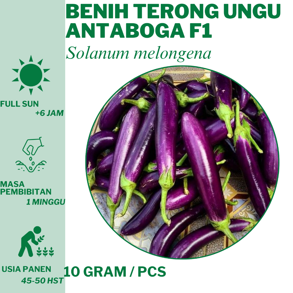 Jual 405 Benih Terong Ungu Antaboga F1 10 gram Cap Kapal Terbang Bibit Unggulan Hidroponik Tanam ...