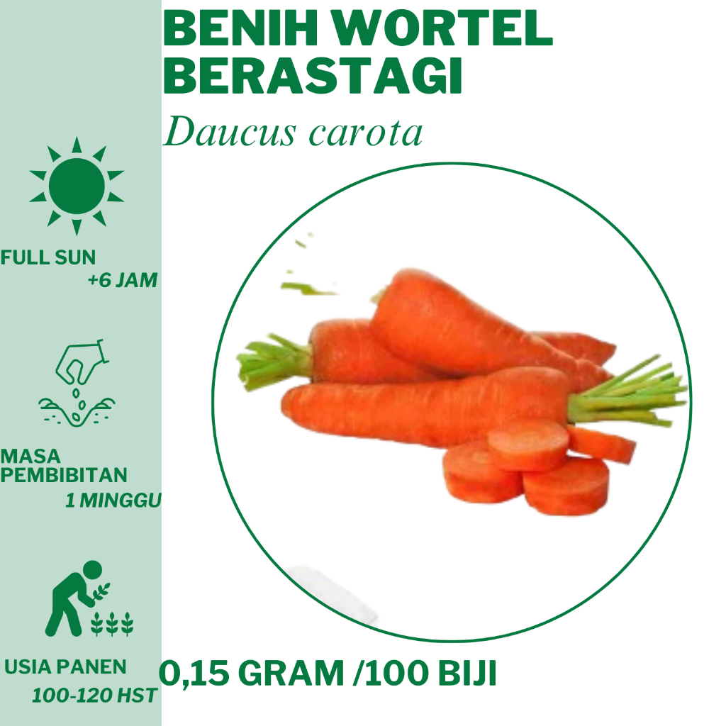 Jual 448 Benih Wortel Berastagi Bibit Unggulan Hidroponik Tanam ...
