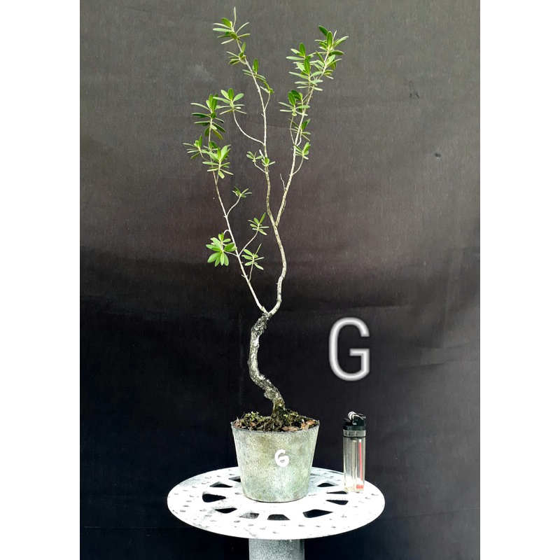 Jual Santigi G | Shopee Indonesia