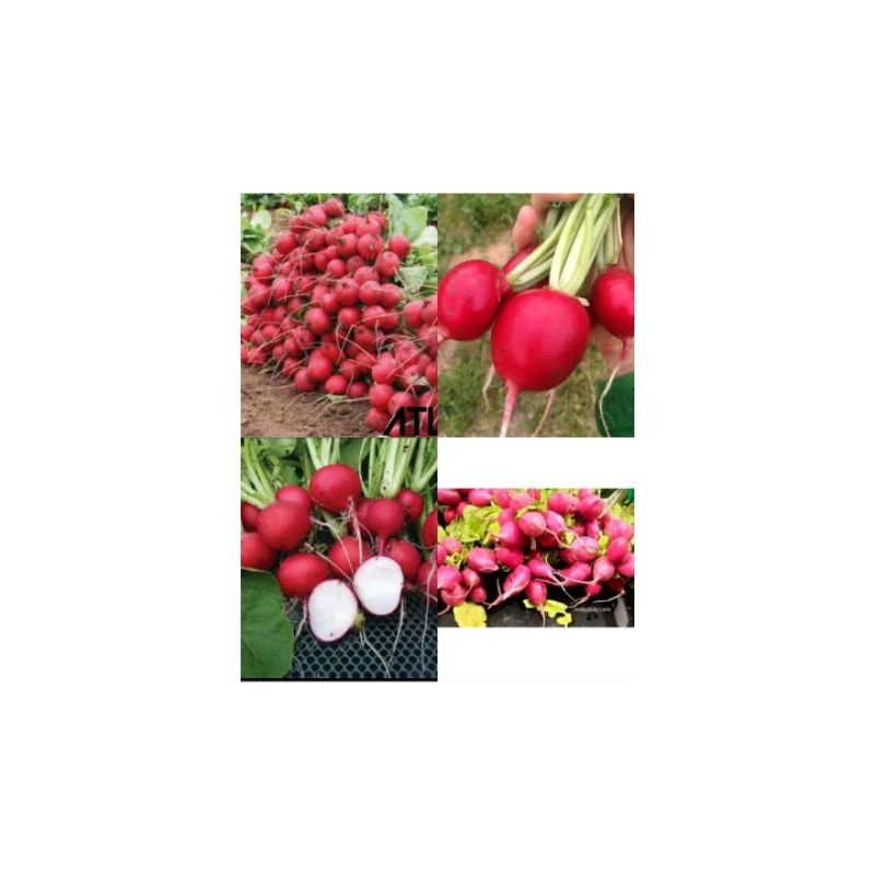 Jual BIJI BENIH LOBAK MERAH RADISH (ISI 25 BUTIR) | Shopee Indonesia