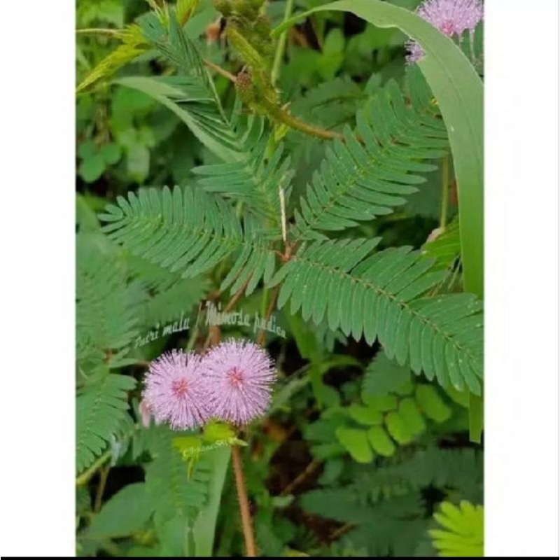 Jual 50g putri malu segar tanaman herbal mengatasi segala jenis penyakit | Shopee Indonesia