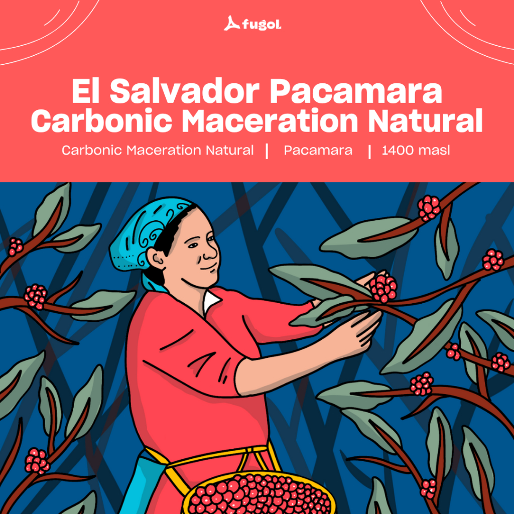Jual El Salvador Pacamara Carbonic Maceration Natural Specialty Coffee ...
