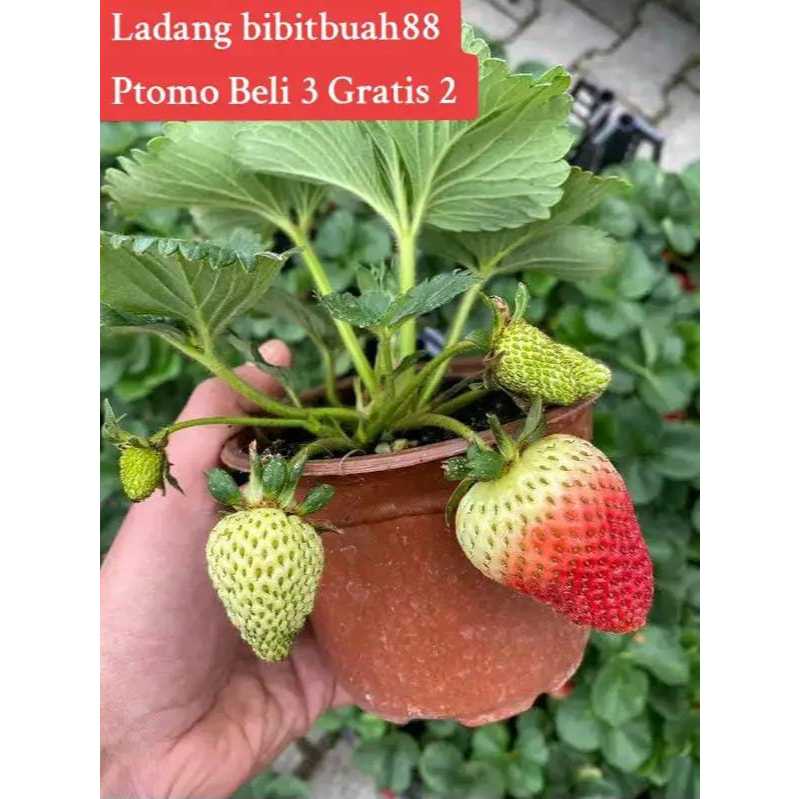 Jual Stroberry Califonia | Shopee Indonesia