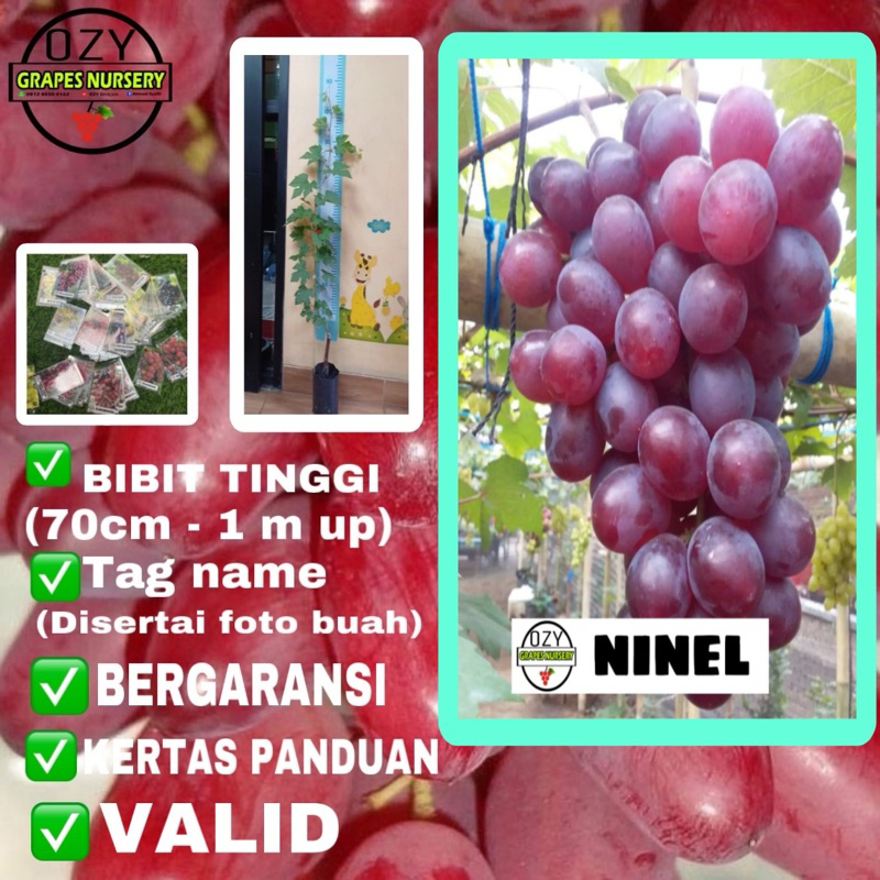 Jual bibit anggur NINEL mudah berbuah valid | Shopee Indonesia