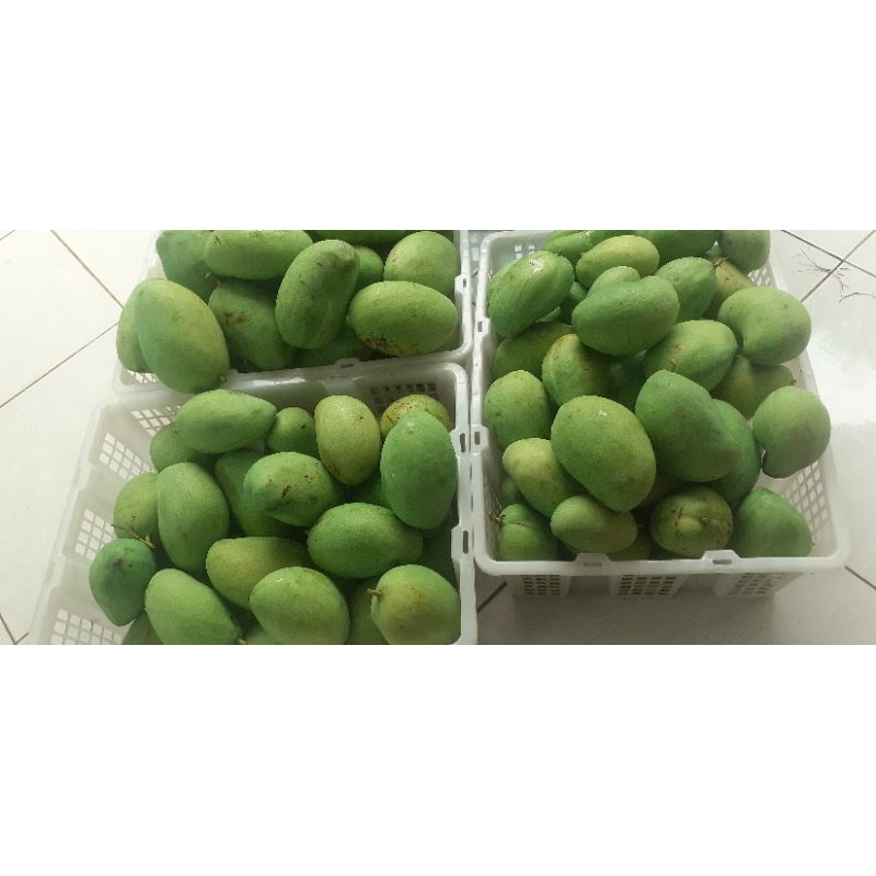 Jual mangga jawa pencit 1 kg isi 5-6-7 Buah | Shopee Indonesia