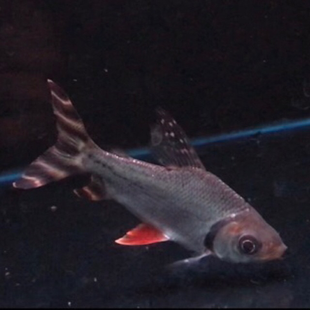 Jual Ikan RFF Red Feifeng Tankmate Ikan Predator. | Shopee Indonesia