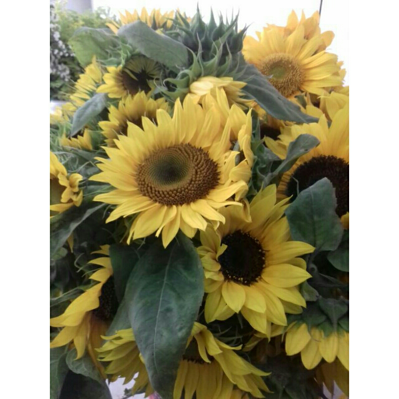 Jual bunga matahari/sun flower pertangkai | Shopee Indonesia