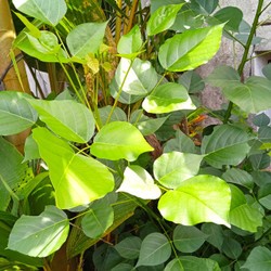 Jual daun dadap segar baru dipetik | Shopee Indonesia