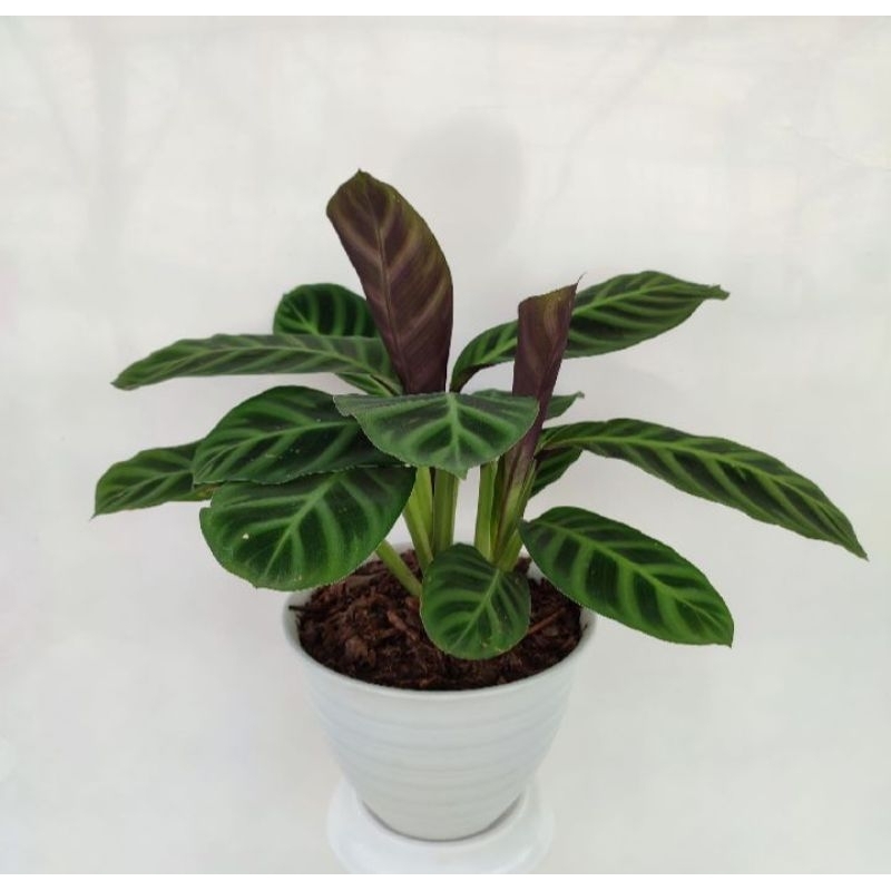 Jual Calathea Zebrina | Zebra Plant | Tanaman indoor | Shopee Indonesia
