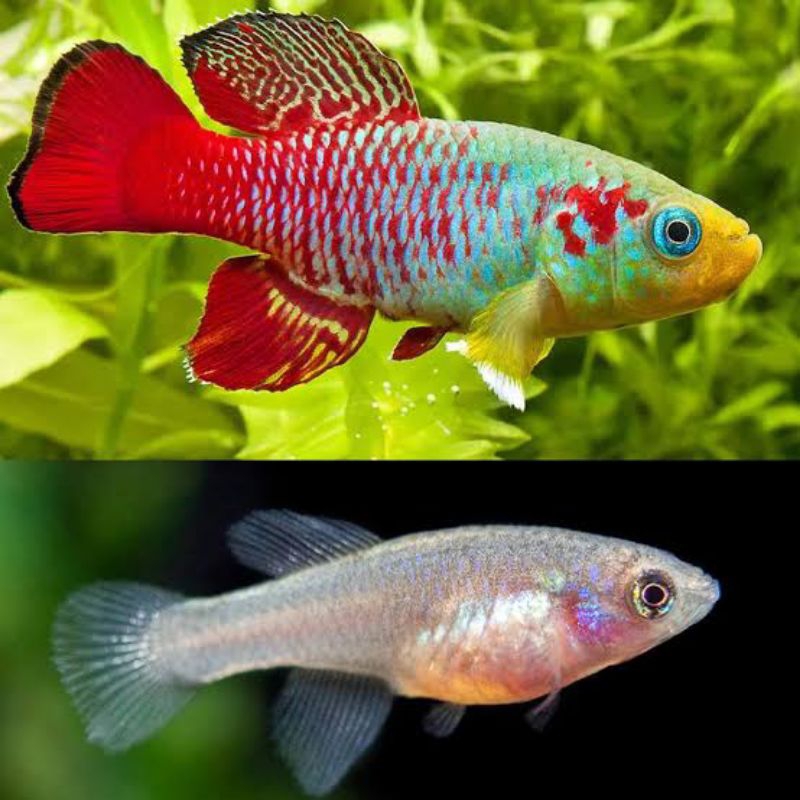 Jual Nothobranchius Guentheri Red 2cm | Killifish | Free Packing ...