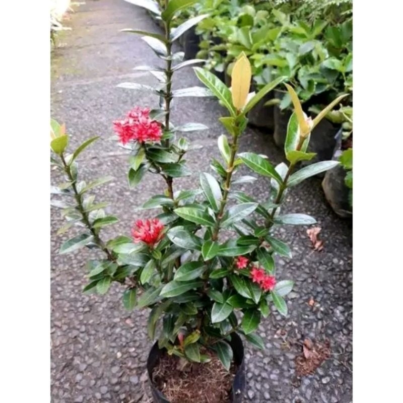 Jual PROMO!!! Tanaman Asoka merah - Tanaman bunga Asoka merah | Shopee ... Jual PROMO!!! Tanaman Asoka merah - Tanaman bunga Asoka merah | Shopee ...