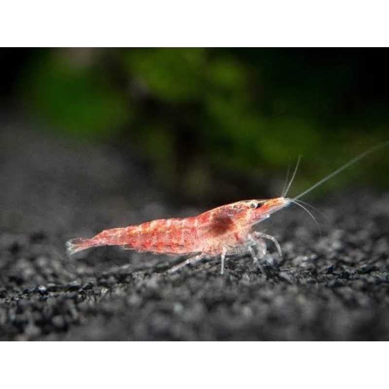 Jual Udang Hias Red Cherry Shrimp Neocaridina | Shopee Indonesia