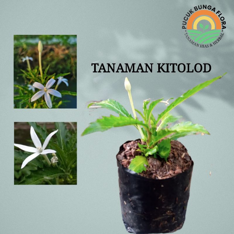 Jual Kitolod tanaman kitolot tanaman herbal gurah mata tanaman herbal ...