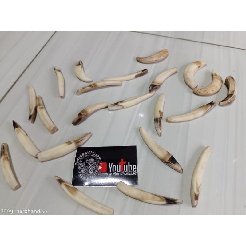 Jual gigi babi asli | Shopee Indonesia