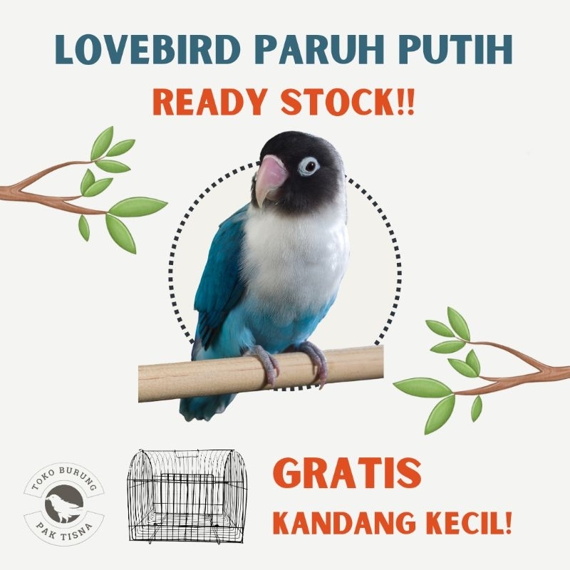 Jual [toko burung pak tisna] Burung Lovebird Paruh Putih Ready Stock ...