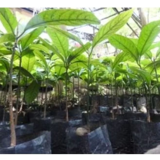 Jual Bibit Pohon Kopi Robusta / Liberika / Arabika Tinggi 30-40cm ...