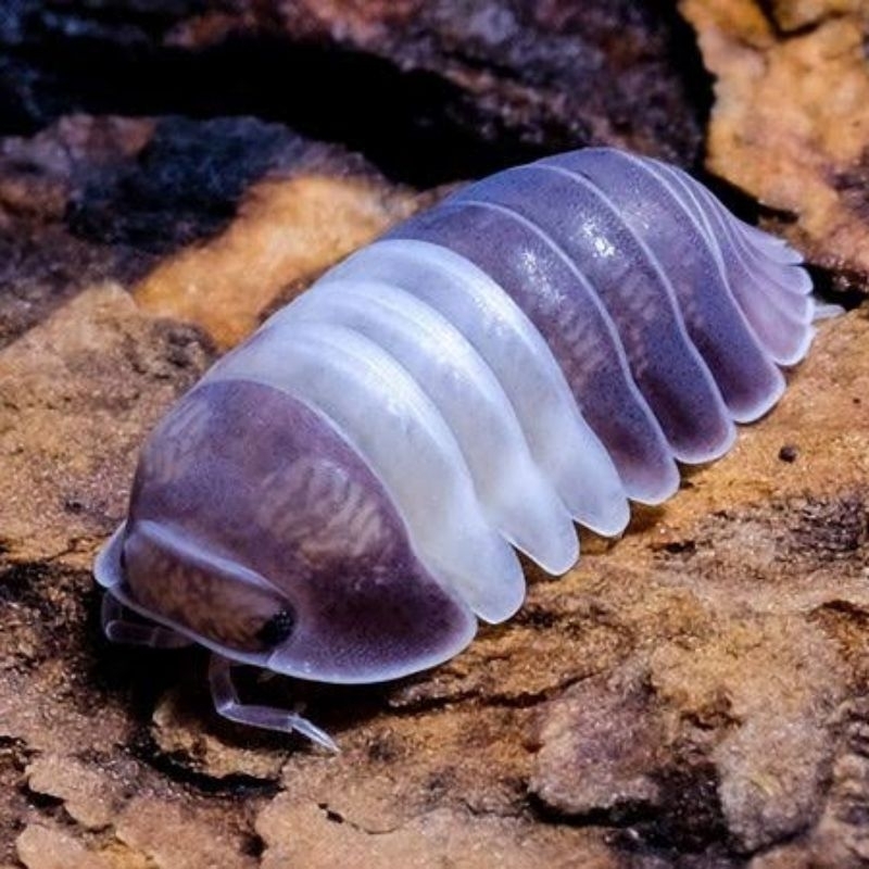 Jual Isopod Cubaris Panda King | Shopee Indonesia