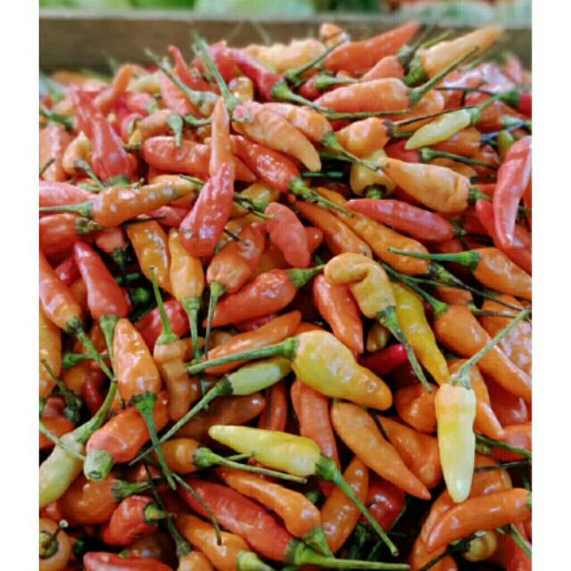 Jual Cabe Rawit Merah 1 Kg | Shopee Indonesia