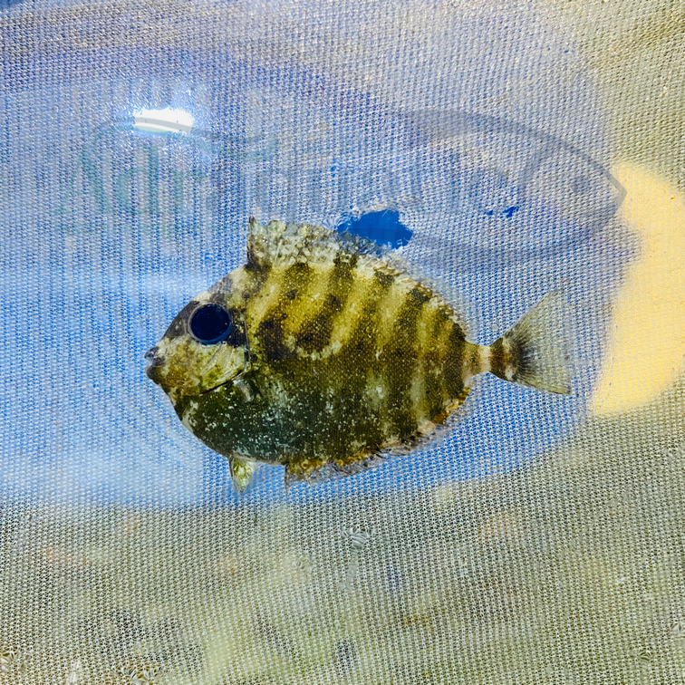 Jual (INSTANT BANDUNG) IKAN HIAS AIR LAUT BOTANA ULARINGI | Shopee ...