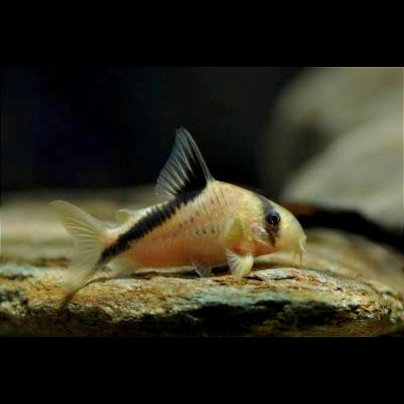 Jual ikan hias Aquascape Corydoras Metae Bandit Cory | Shopee Indonesia